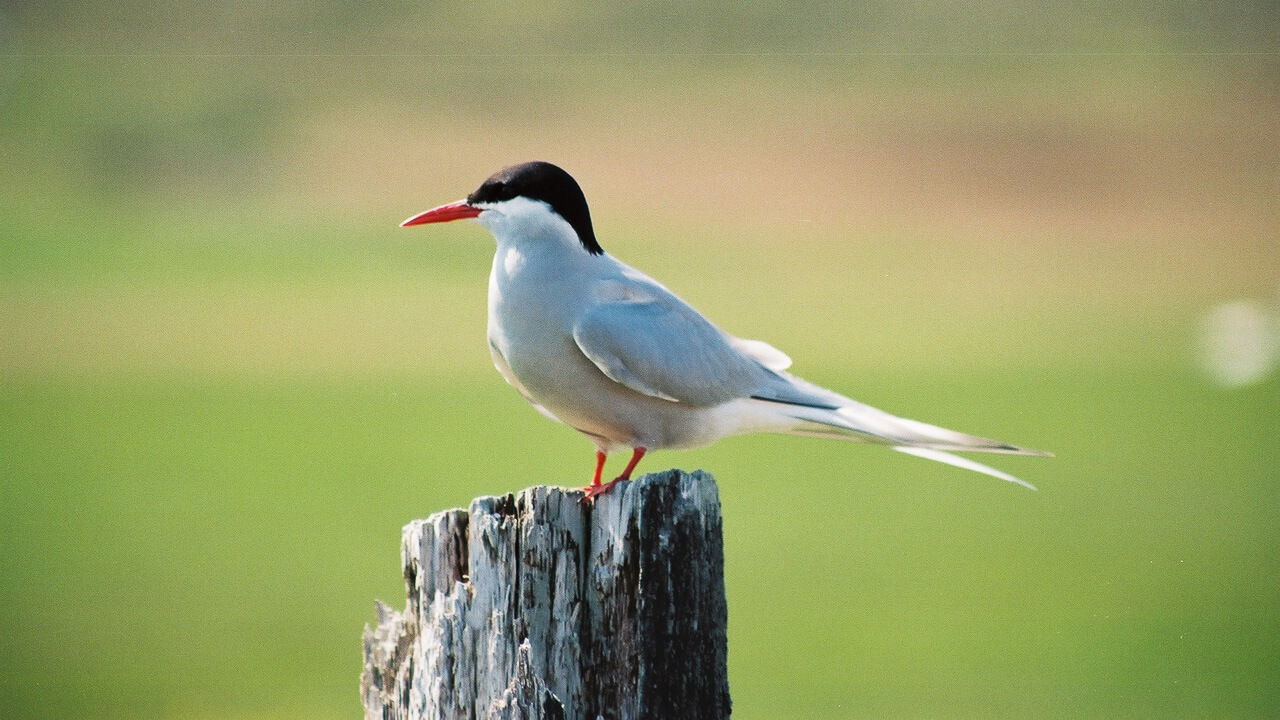 Birdlife in Iceland - Arctic Shorex
