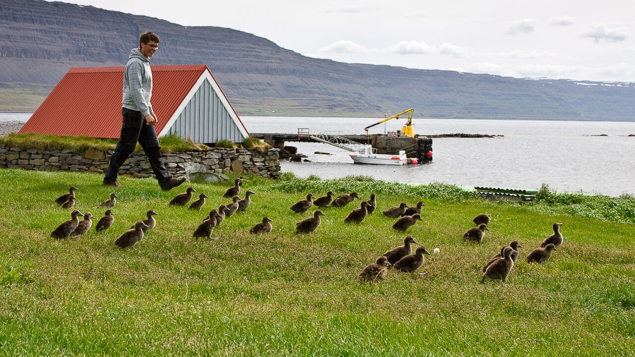 Birdlife in Iceland - Arctic Shorex