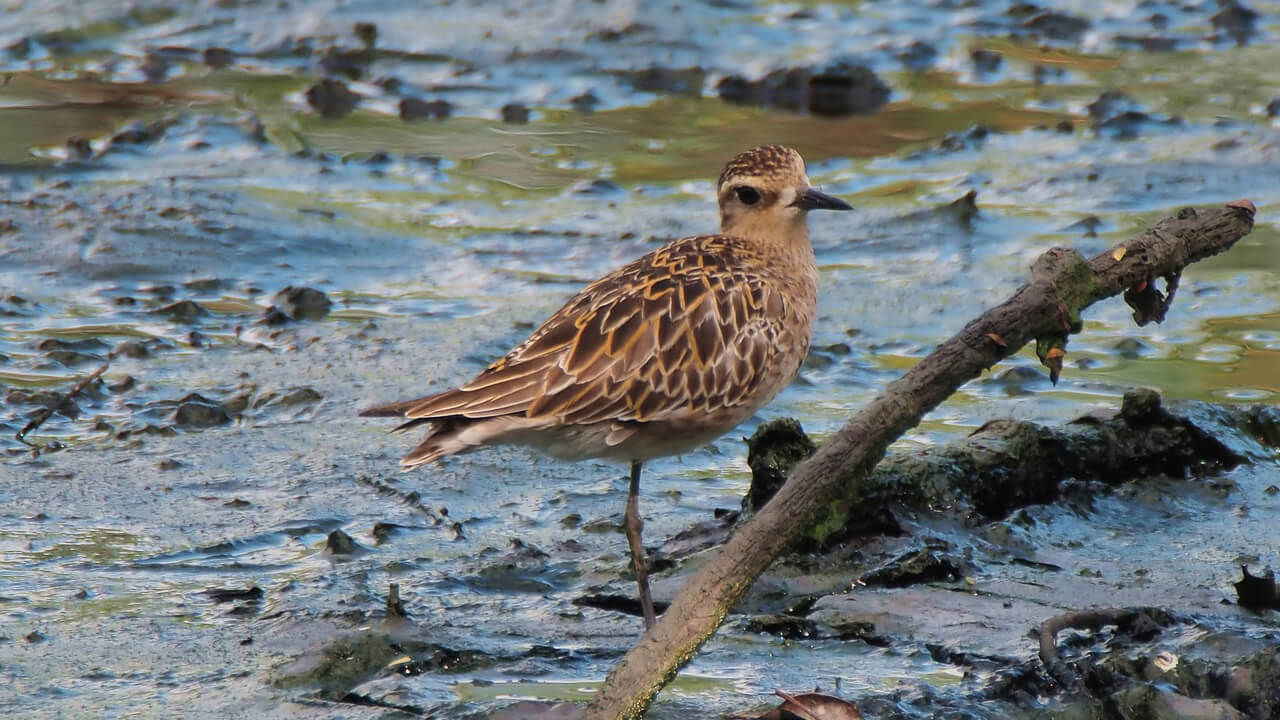 Birdlife in Iceland - Arctic Shorex