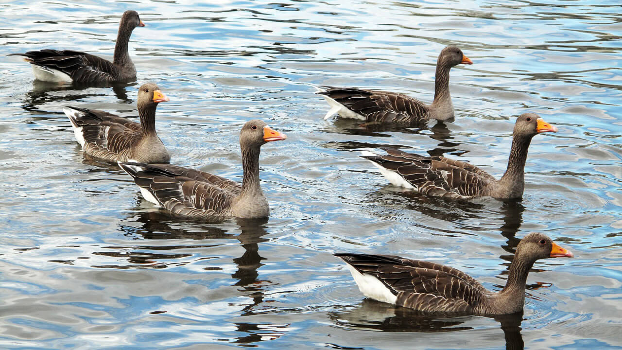 Birdlife in Iceland - Arctic Shorex