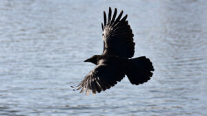 Birdlife in Iceland - Arctic Shorex