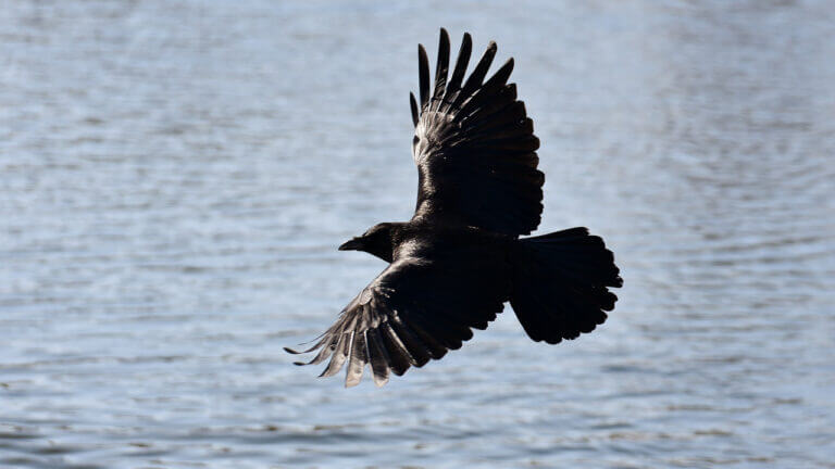 Birdlife in Iceland - Arctic Shorex