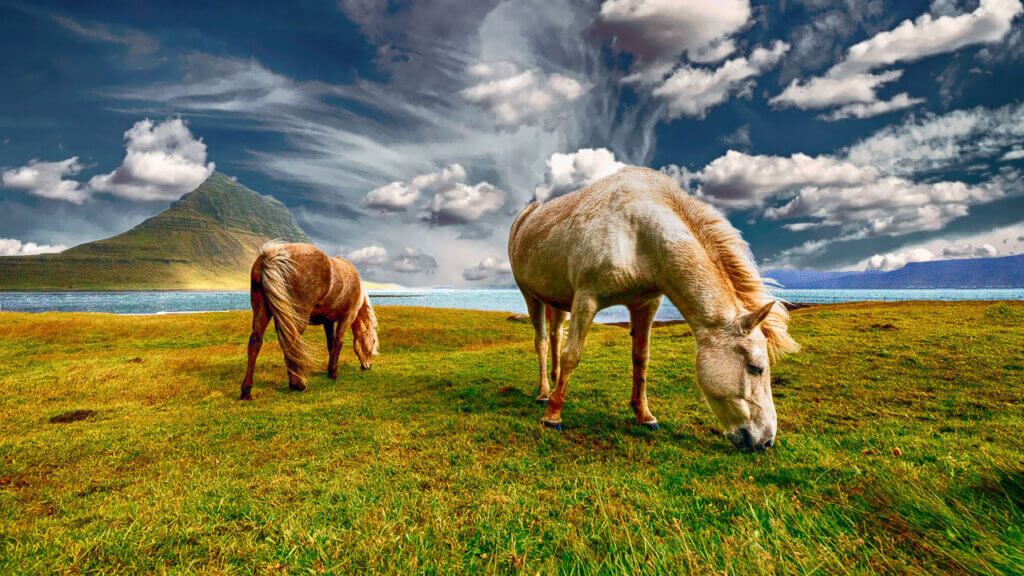 Icelandic Animals & Wildlife - Arctic Shorex