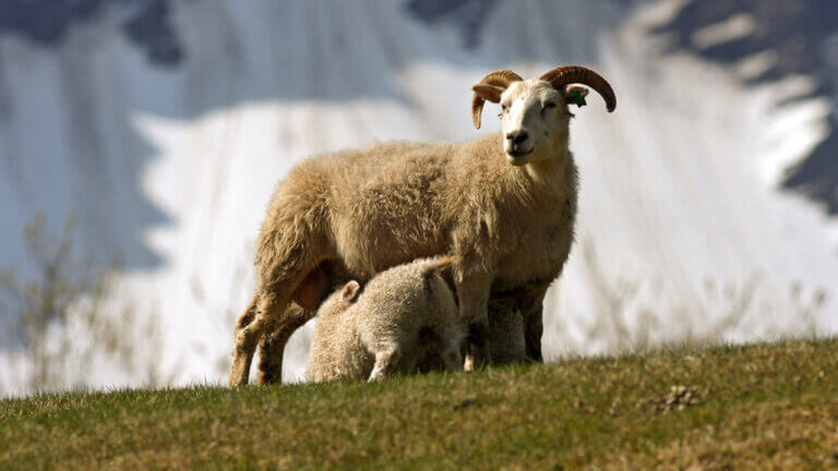 Icelandic Animals & Wildlife - Arctic Shorex