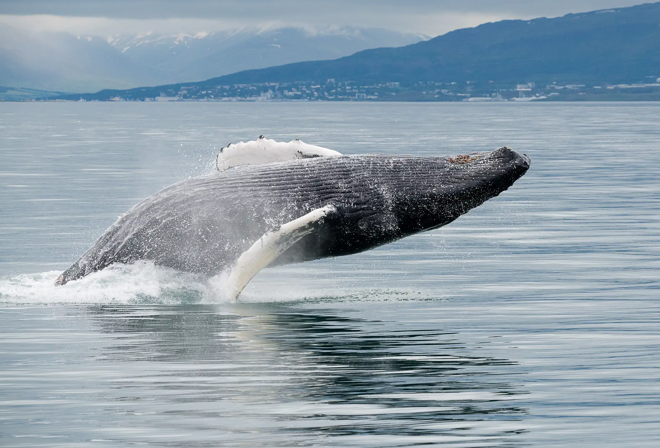 Akureyri Whale watching - Akureyri - Arctic Shorex